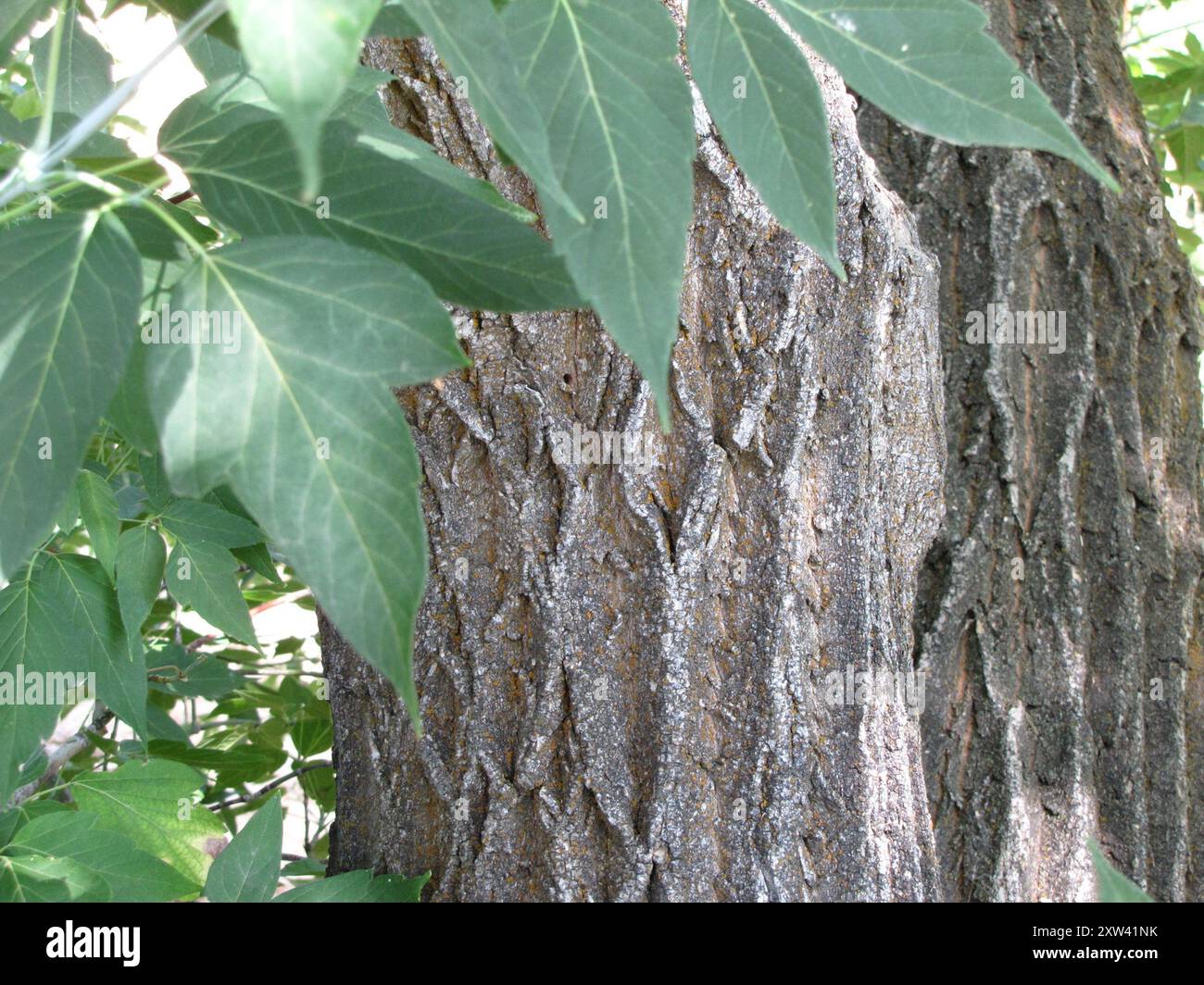 box elder (Acer negundo) Plantae Stock Photo - Alamy