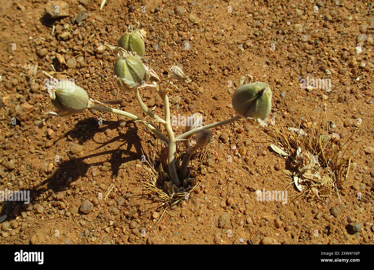 Thick Slime-lily (Albuca setosa) Plantae Stock Photo - Alamy