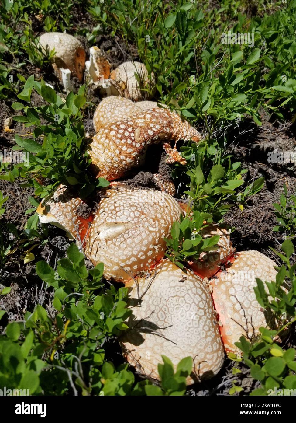 Fly Agaric (Amanita muscaria) Fungi Stock Photo - Alamy