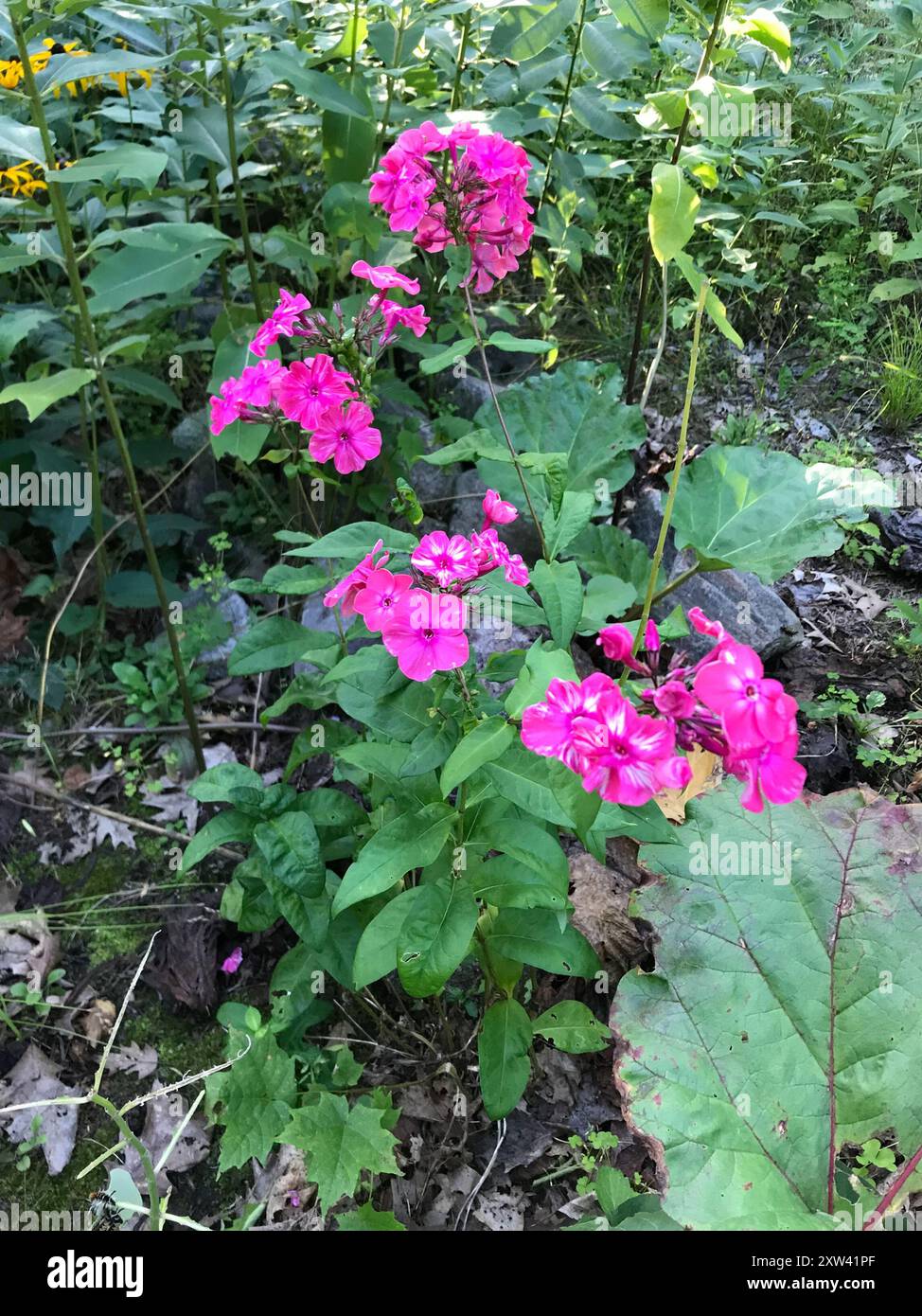 fall phlox (Phlox paniculata) Plantae Stock Photo - Alamy