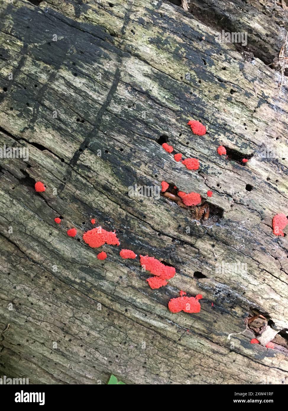 Red Raspberry Slime Mold (Tubifera ferruginosa) Protozoa Stock Photo ...