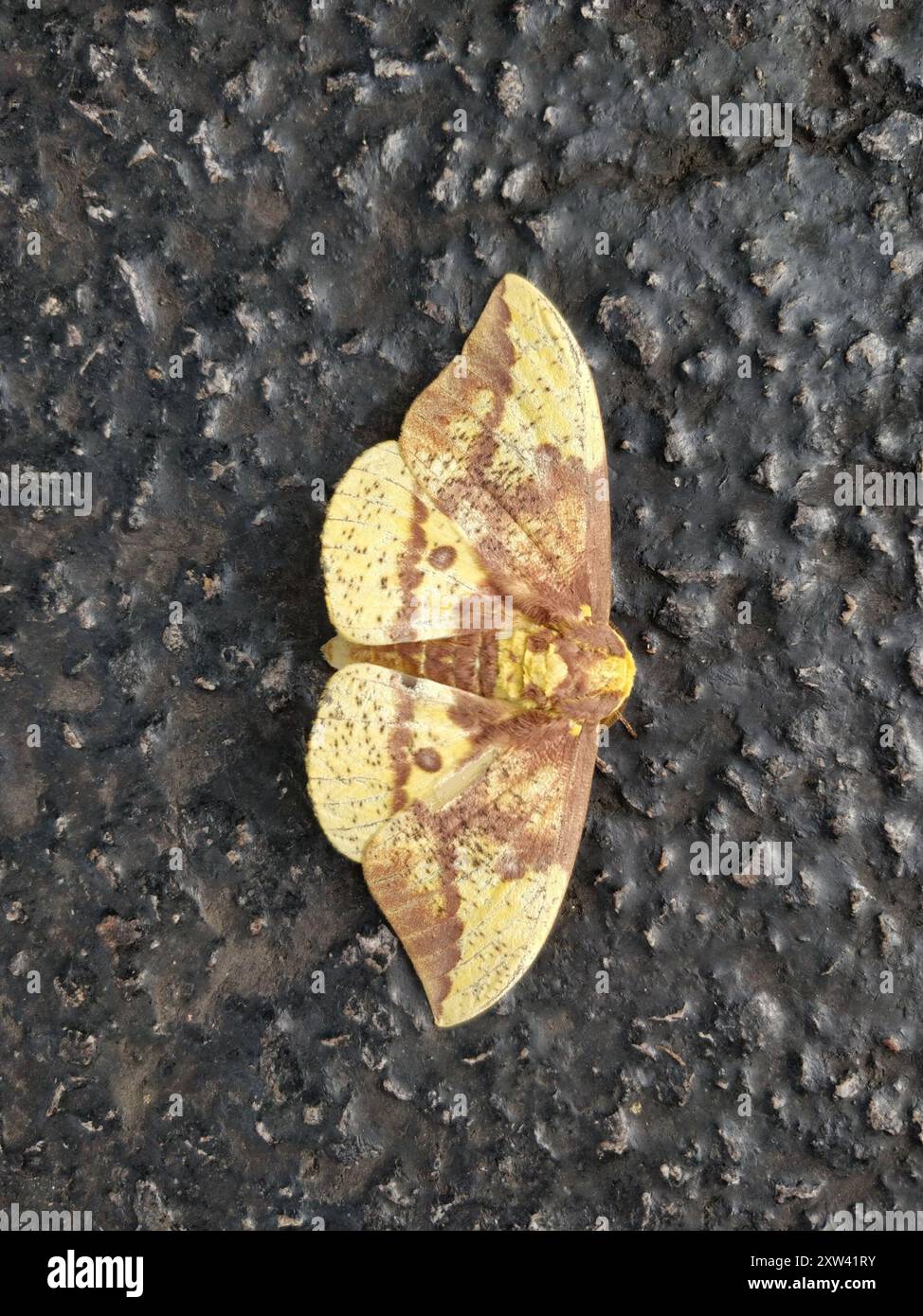 Imperial Moth (Eacles imperialis) Insecta Stock Photo - Alamy