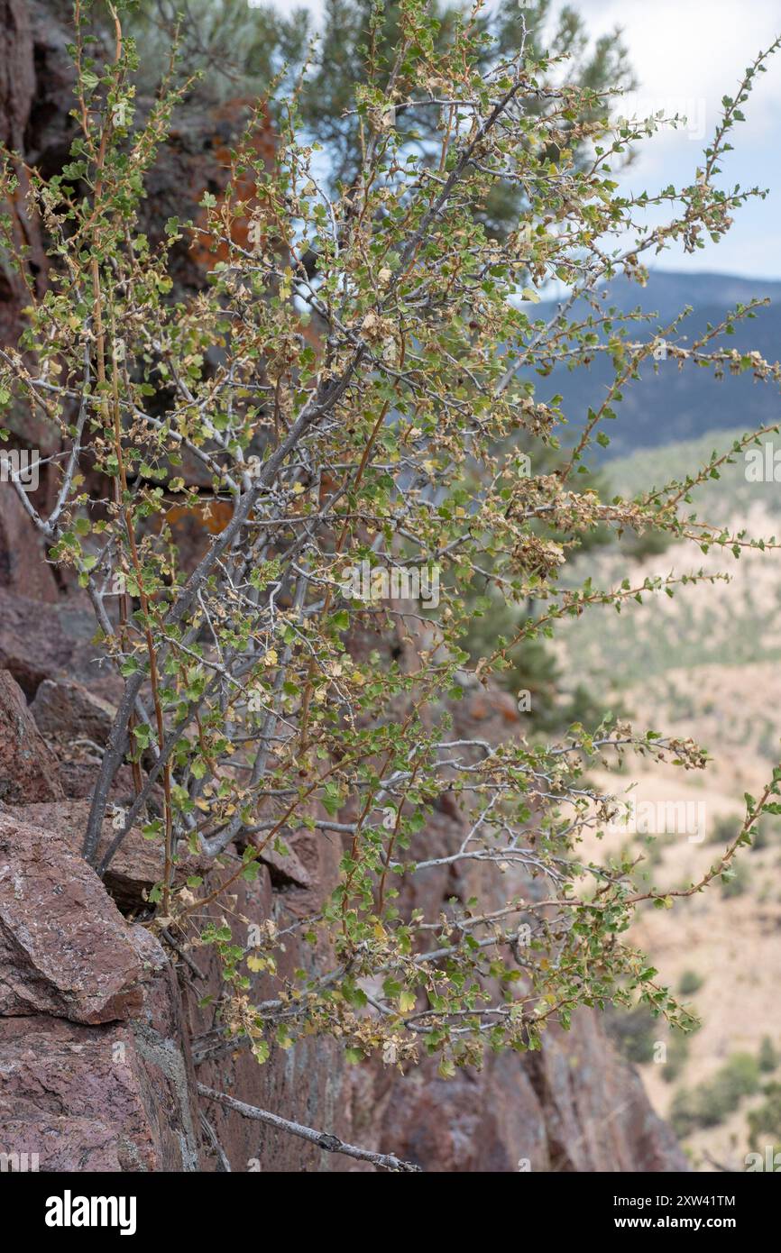 desert gooseberry (Ribes velutinum) Plantae Stock Photo - Alamy