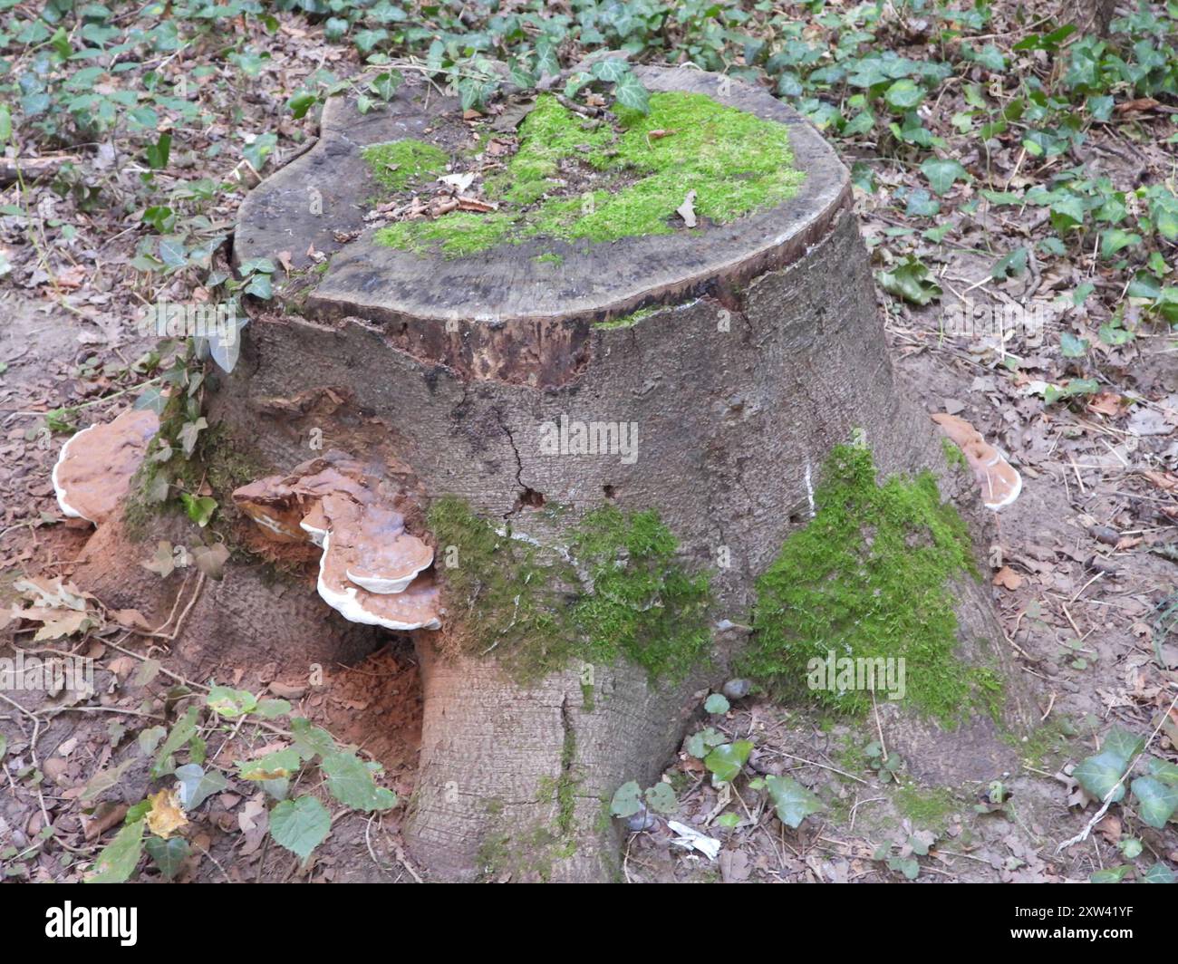 artist's bracket (Ganoderma applanatum) Fungi Stock Photo - Alamy