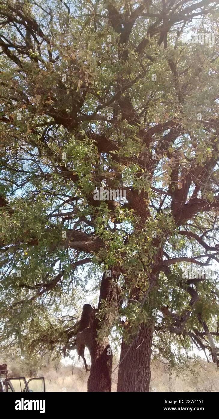Combretum leadwood hi-res stock photography and images - Alamy