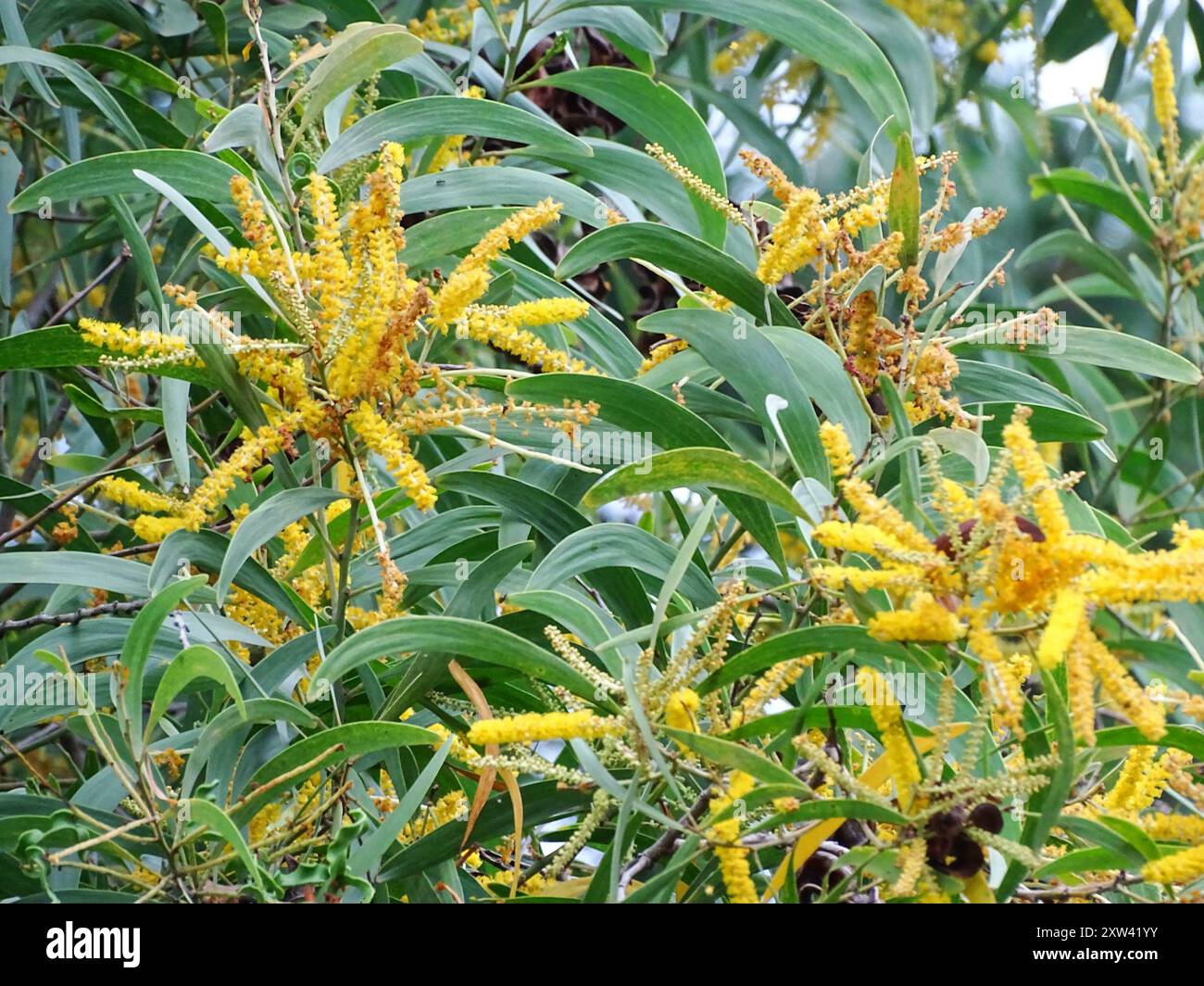 Acacia auriculiformis hi-res stock photography and images - Alamy