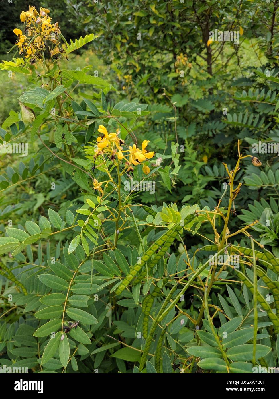 American senna (Senna hebecarpa) Plantae Stock Photo - Alamy