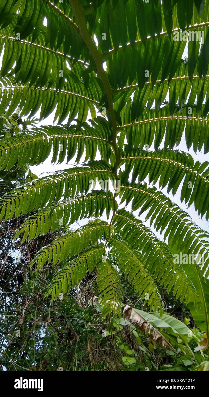 king fern (Angiopteris evecta) Plantae Stock Photo - Alamy