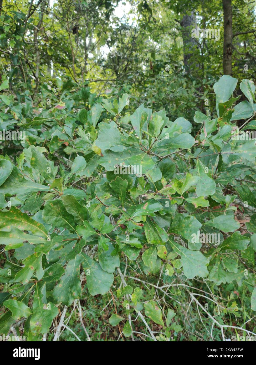 water oak (Quercus nigra) Plantae Stock Photo - Alamy