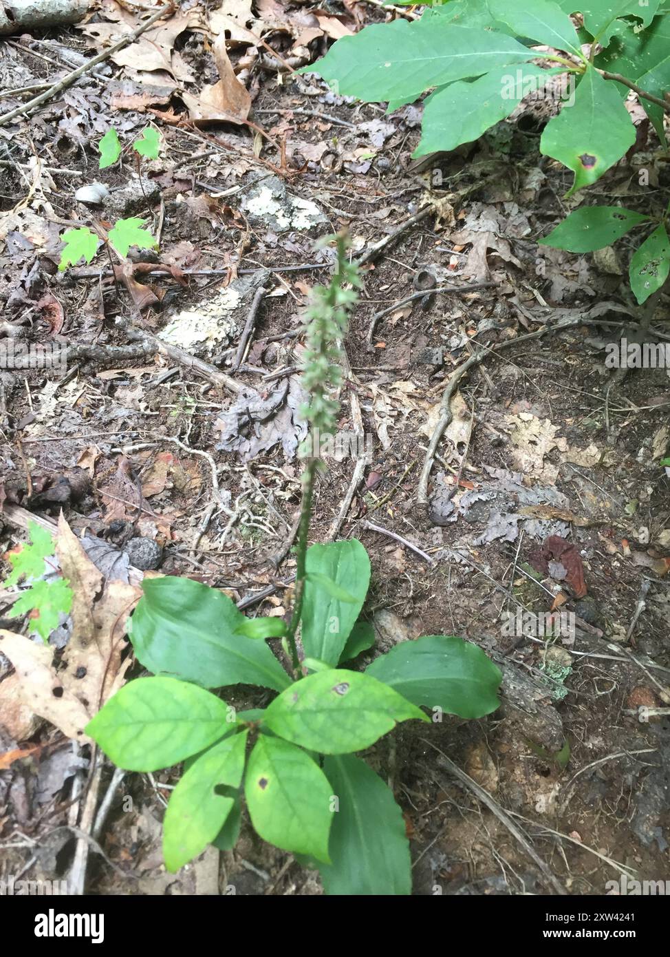 devil's bit (Chamaelirium luteum) Plantae Stock Photo - Alamy