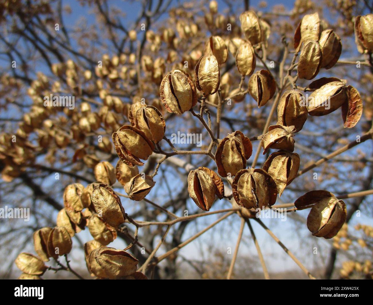 Kirkia (Kirkia acuminata) Plantae Stock Photo - Alamy