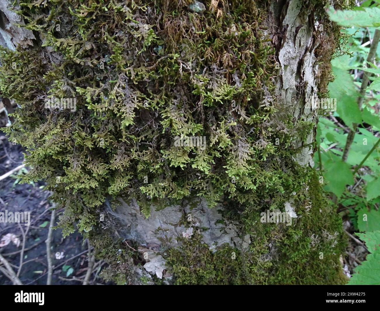 plants (Plantae) Plantae Stock Photo - Alamy