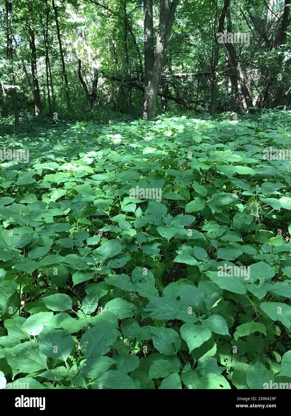 wood nettle (Laportea canadensis) Plantae Stock Photo - Alamy