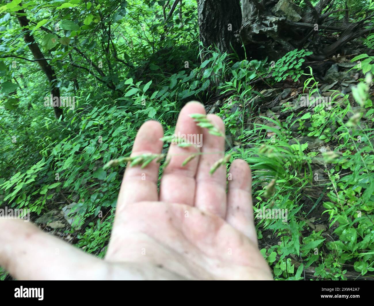 Threeflower Melicgrass (Melica nitens) Plantae Stock Photo - Alamy