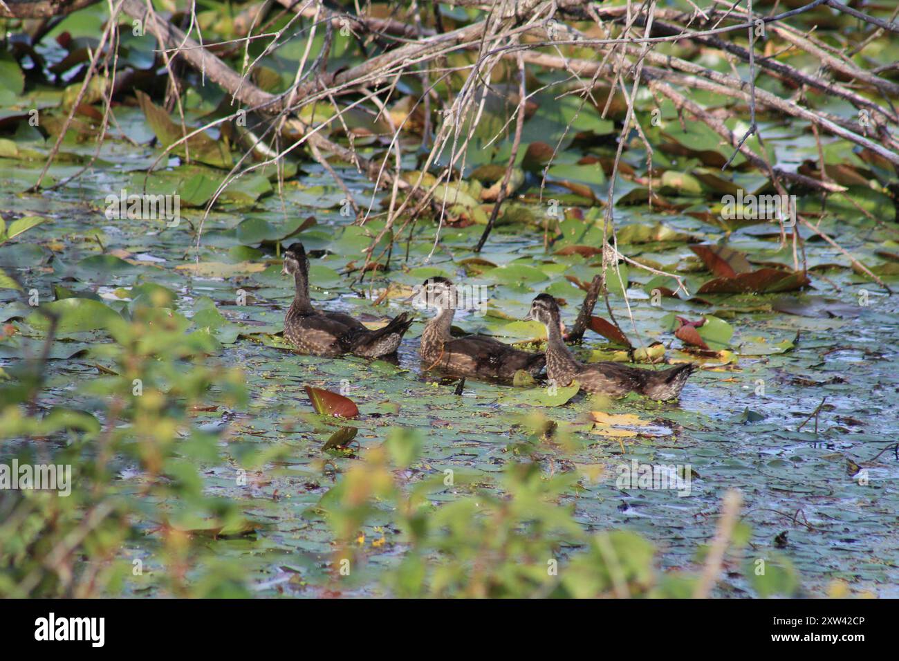Wood Duck (Aix sponsa) Aves Stock Photo - Alamy