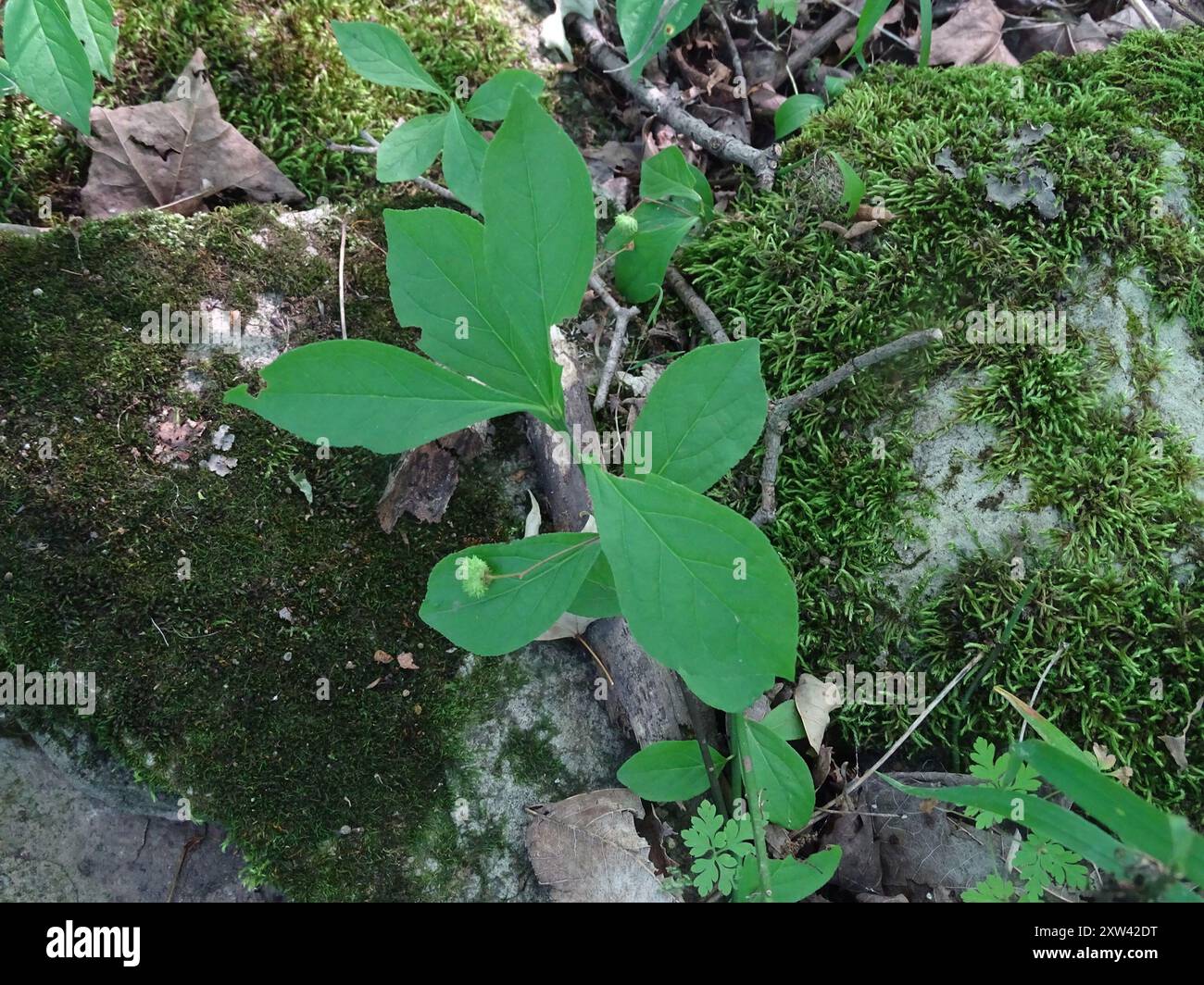 Running Strawberry-bush (Euonymus obovatus) Plantae Stock Photo - Alamy