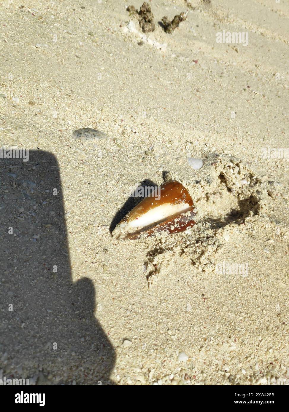 Oak Cone (Conus quercinus) Mollusca Stock Photo - Alamy