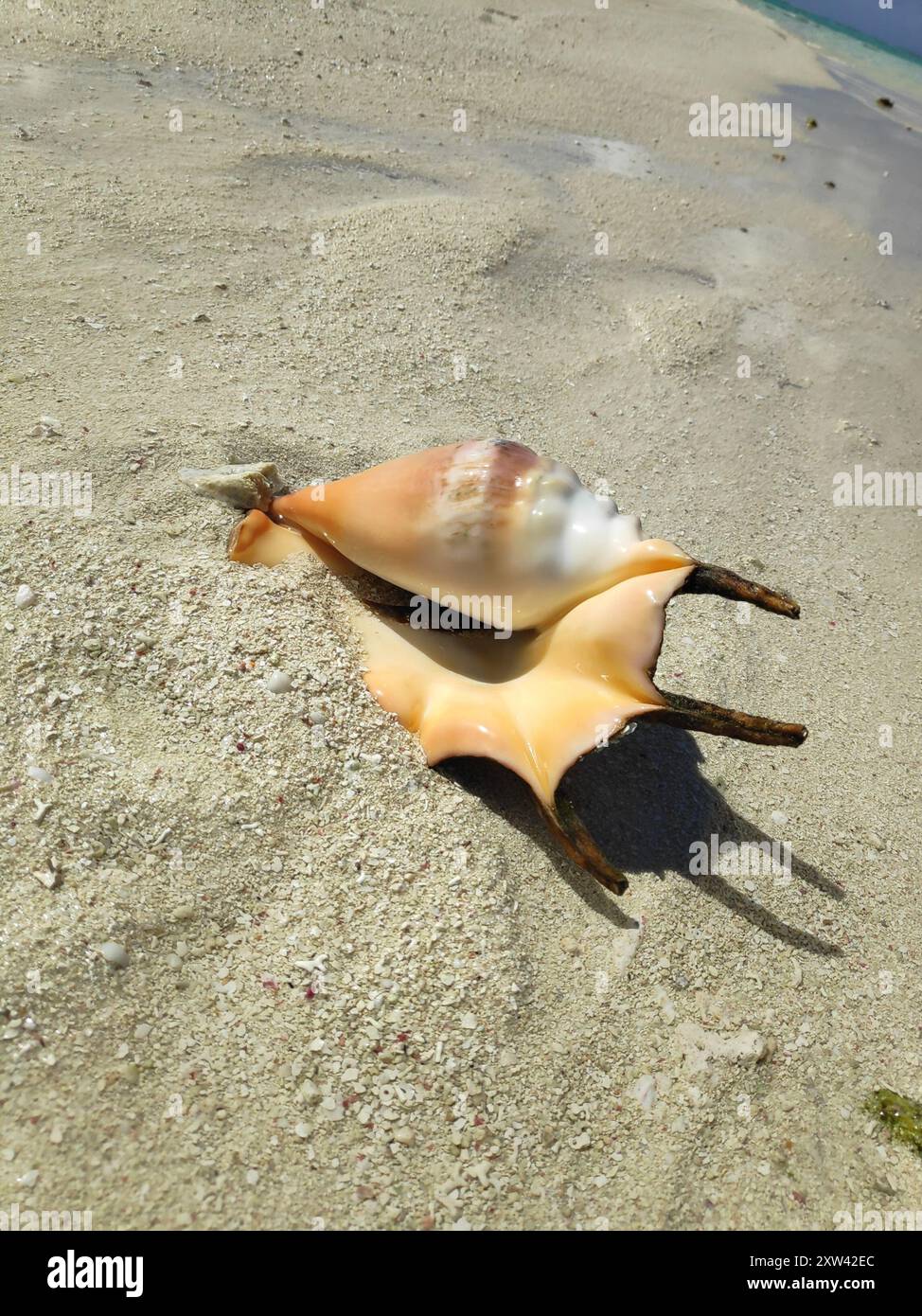 Giant Spider Conch (Lambis truncata) Mollusca Stock Photo - Alamy