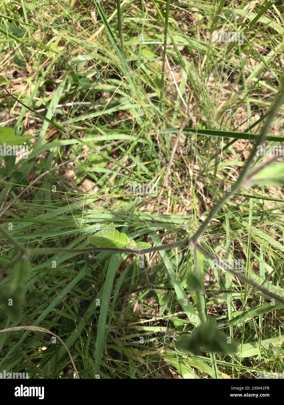 common elephant's-foot (Elephantopus tomentosus) Plantae Stock Photo ...