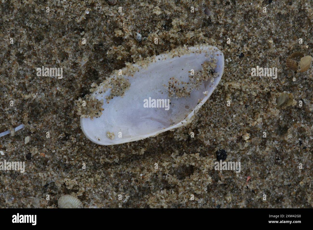 Banded Wedge Shell (Donax vittatus) Mollusca Stock Photo - Alamy