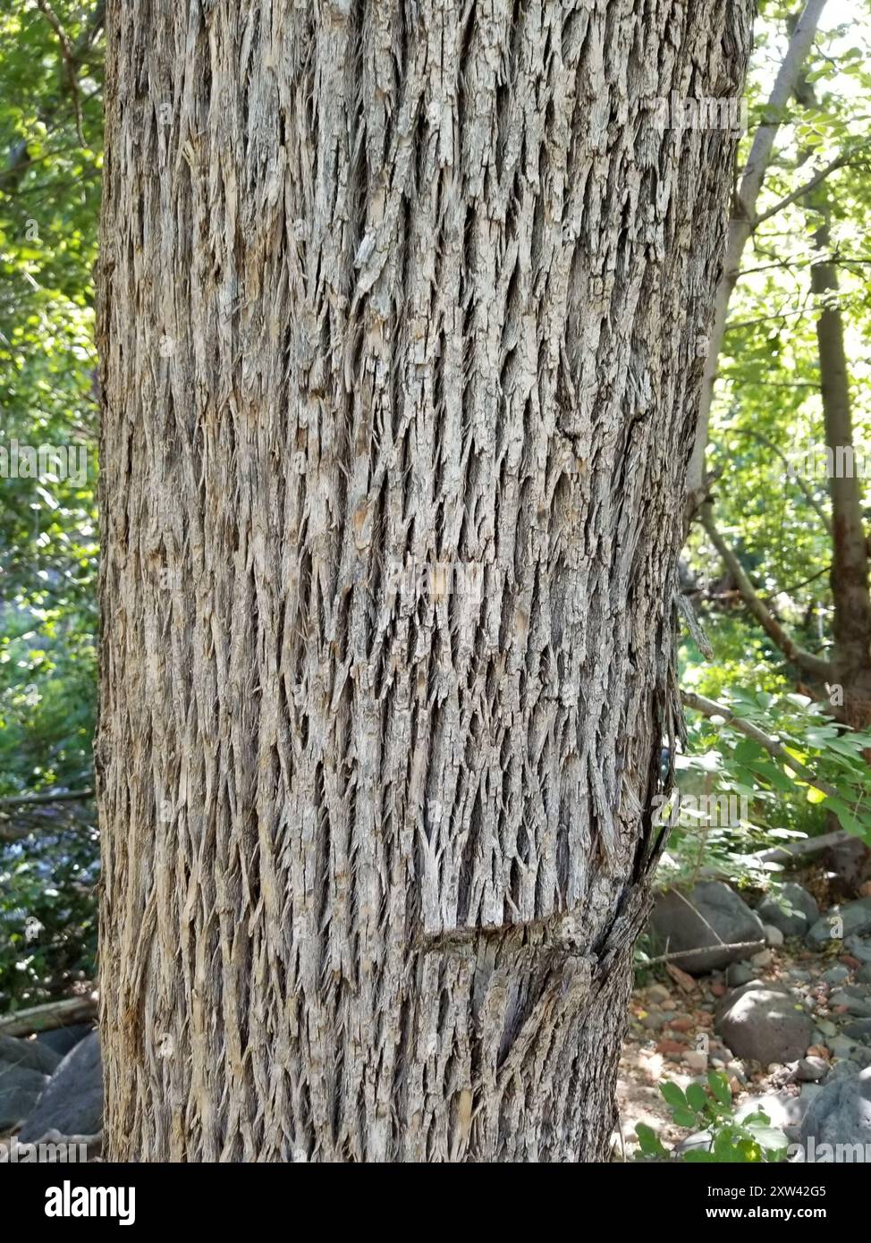 velvet ash (Fraxinus velutina) Plantae Stock Photo - Alamy
