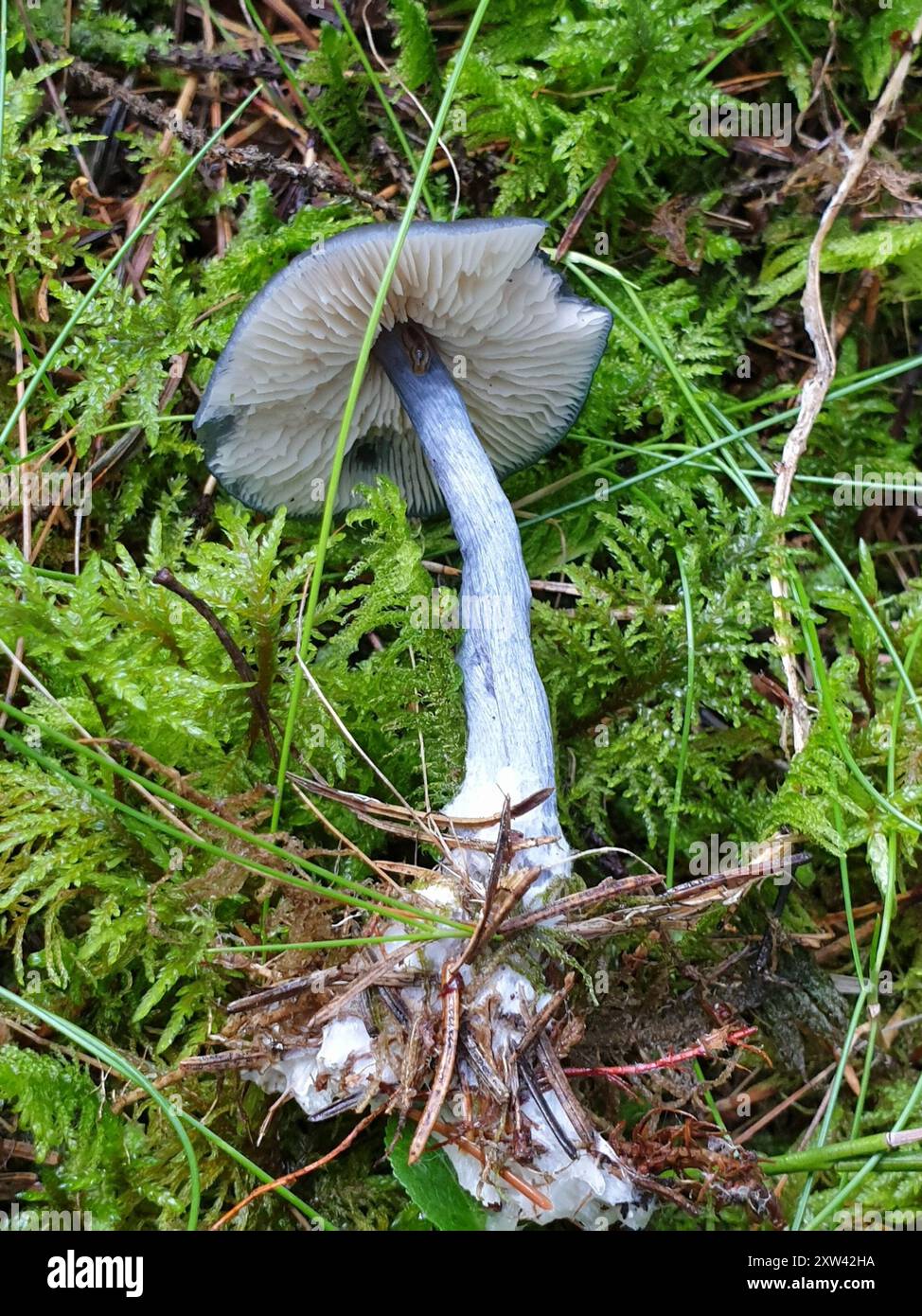 Shining Pinkgill (Entoloma nitidum) Fungi Stock Photo - Alamy