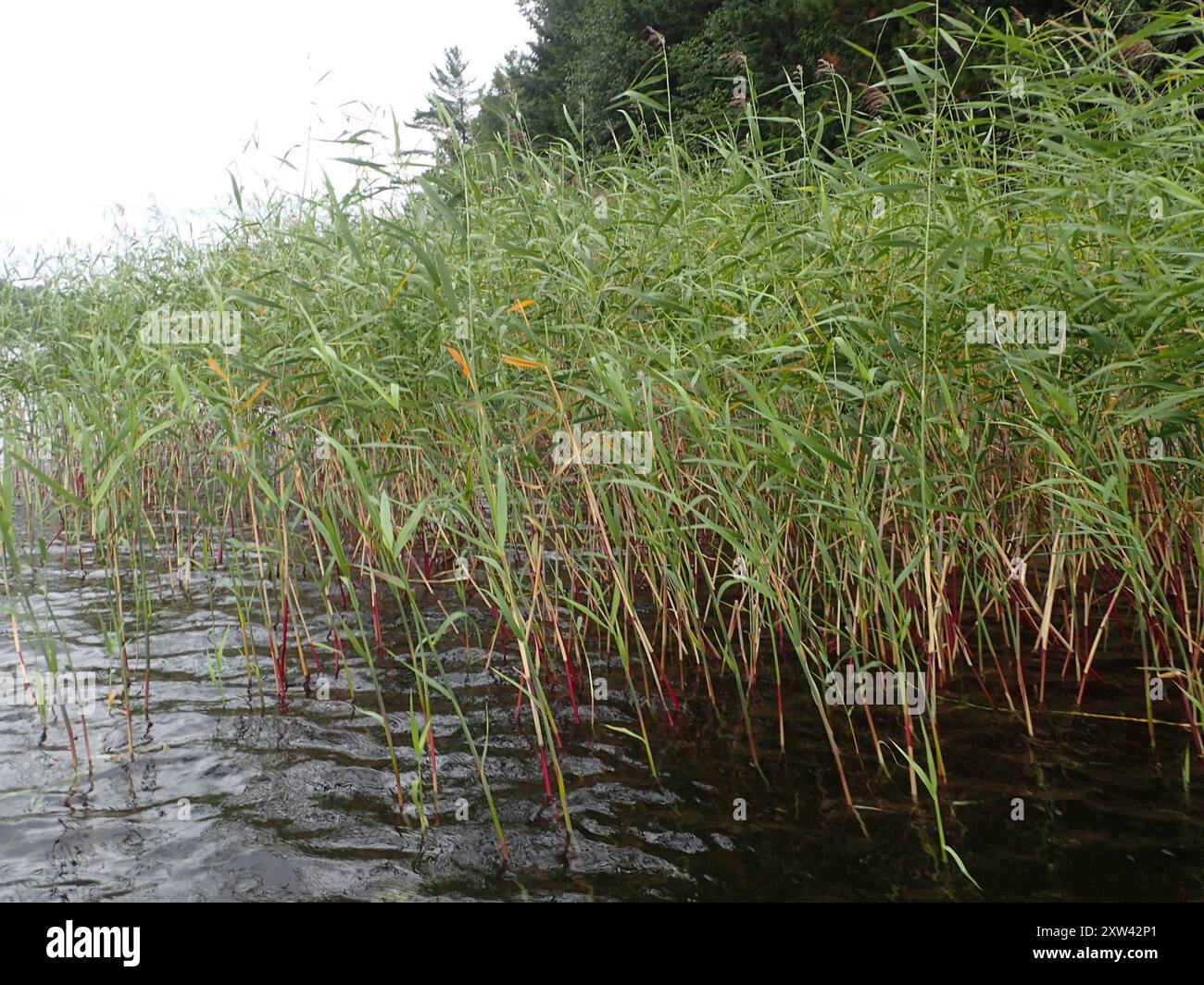 American common reed (Phragmites australis americanus) Plantae Stock ...