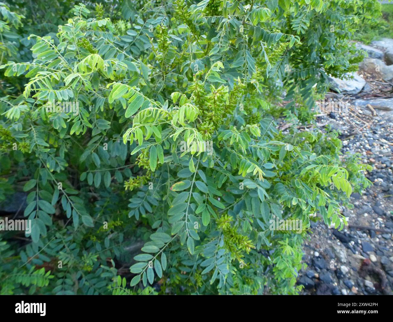 false indigo bush (Amorpha fruticosa) Plantae Stock Photo - Alamy