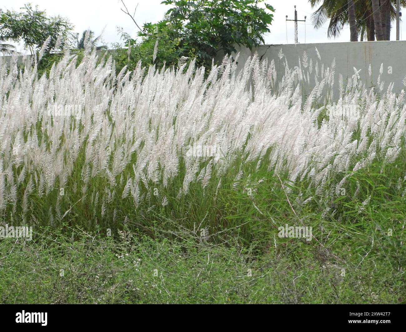 Wild Cane (Saccharum spontaneum) Plantae Stock Photo - Alamy
