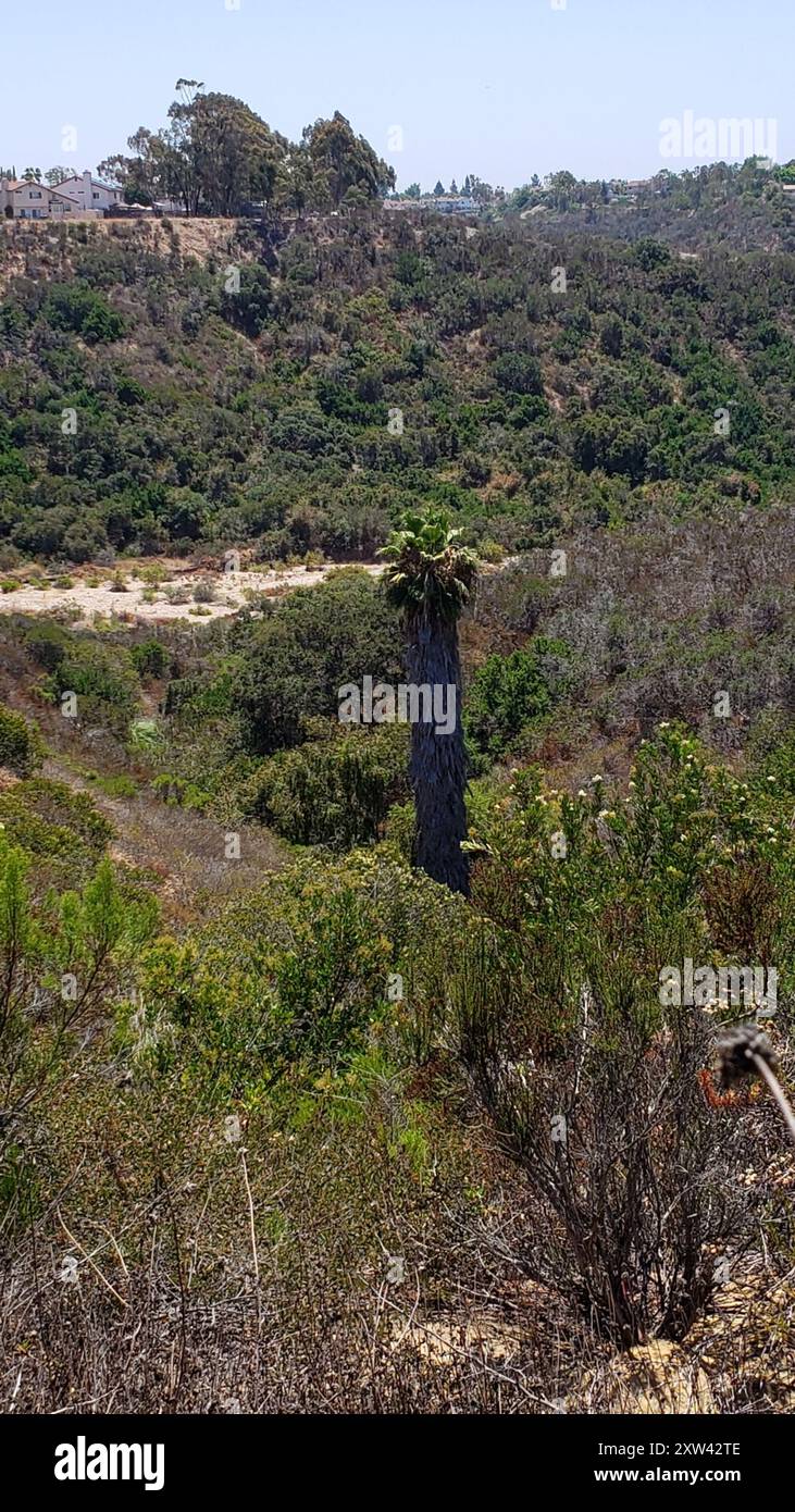 Mexican Fan Palm (Washingtonia robusta) Plantae Stock Photo - Alamy