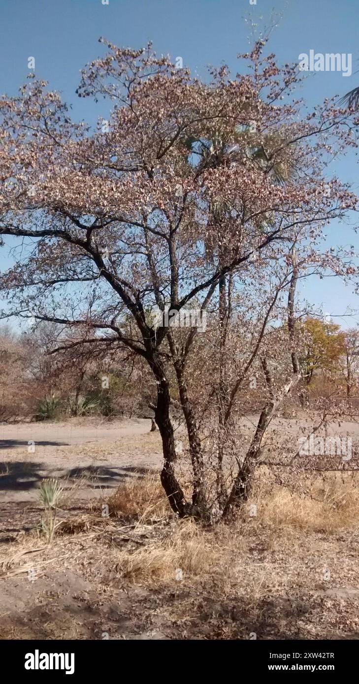 Terminalia sericea hi-res stock photography and images - Alamy