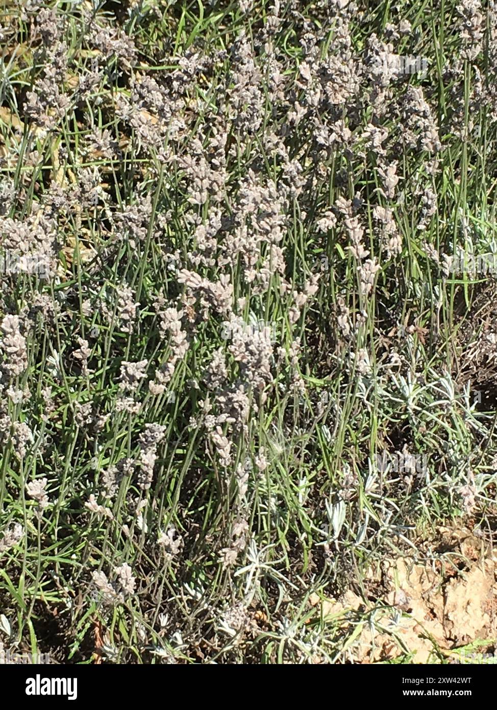 Common Lavender (Lavandula angustifolia) Plantae Stock Photo - Alamy