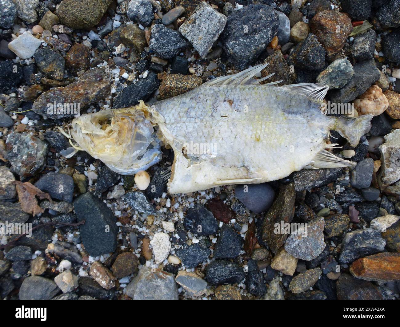 White Perch (Morone americana) Actinopterygii Stock Photo - Alamy