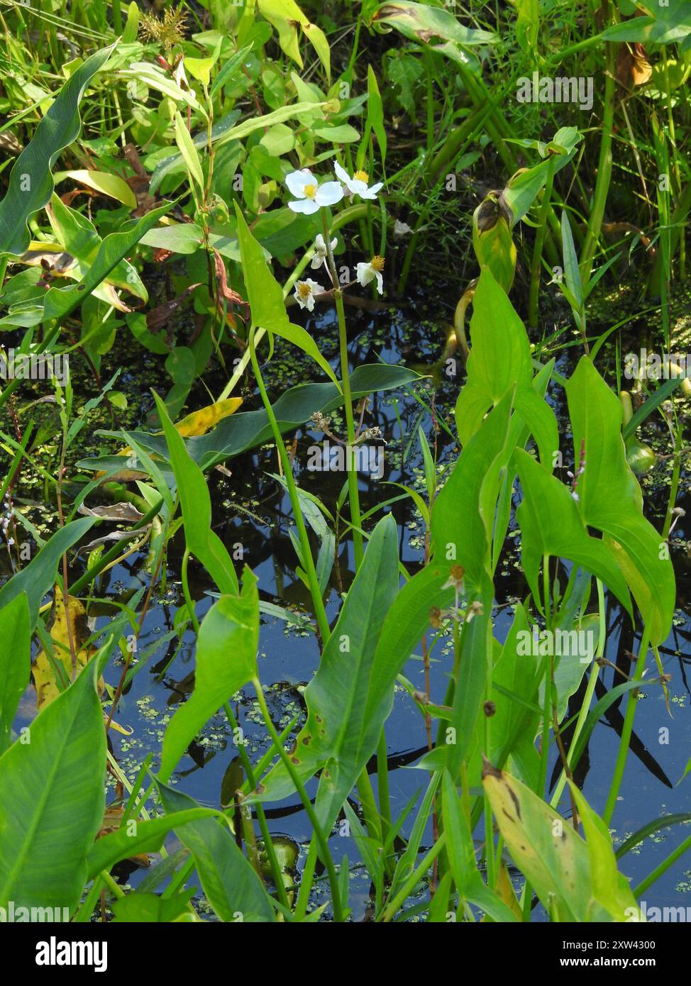 broadleaf arrowhead (Sagittaria latifolia) Plantae Stock Photo - Alamy