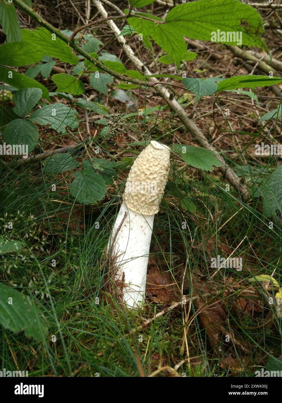 common stinkhorn (Phallus impudicus) Fungi Stock Photo - Alamy
