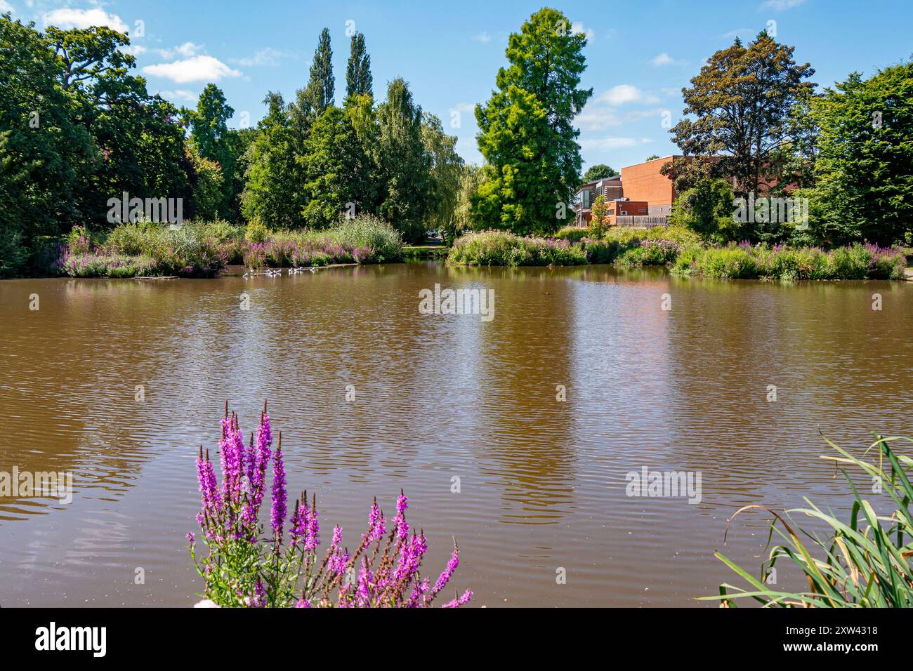 South Pond, Midhurst, West Sussex, UK Stock Photo - Alamy