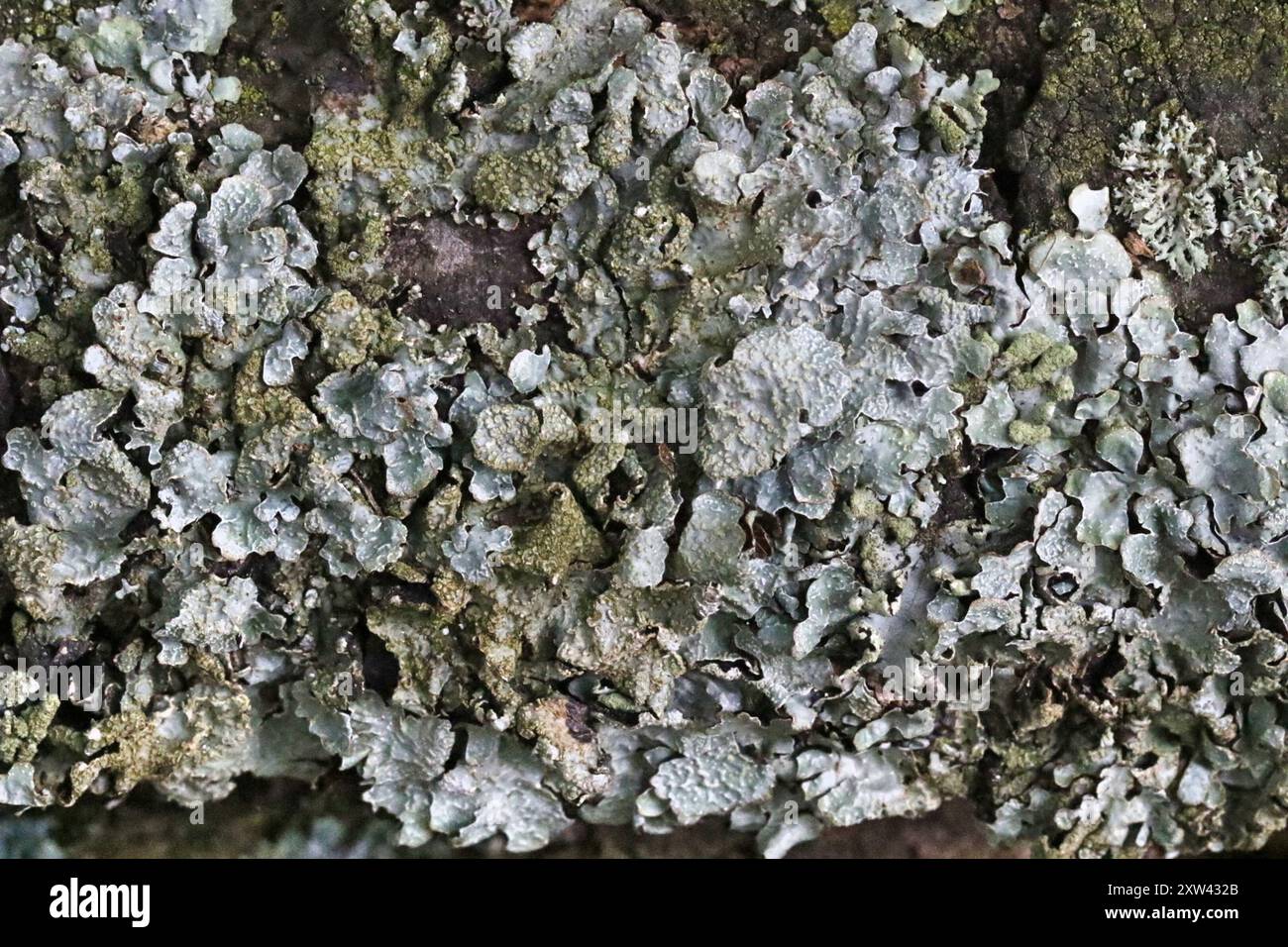 shield lichen (Parmelia sulcata) Fungi Stock Photo - Alamy