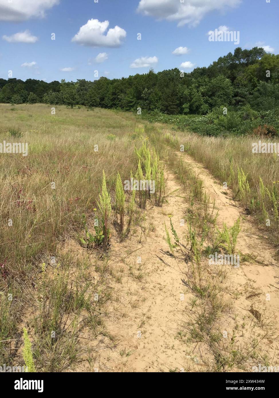 Field Sagewort (Artemisia campestris) Plantae Stock Photo - Alamy