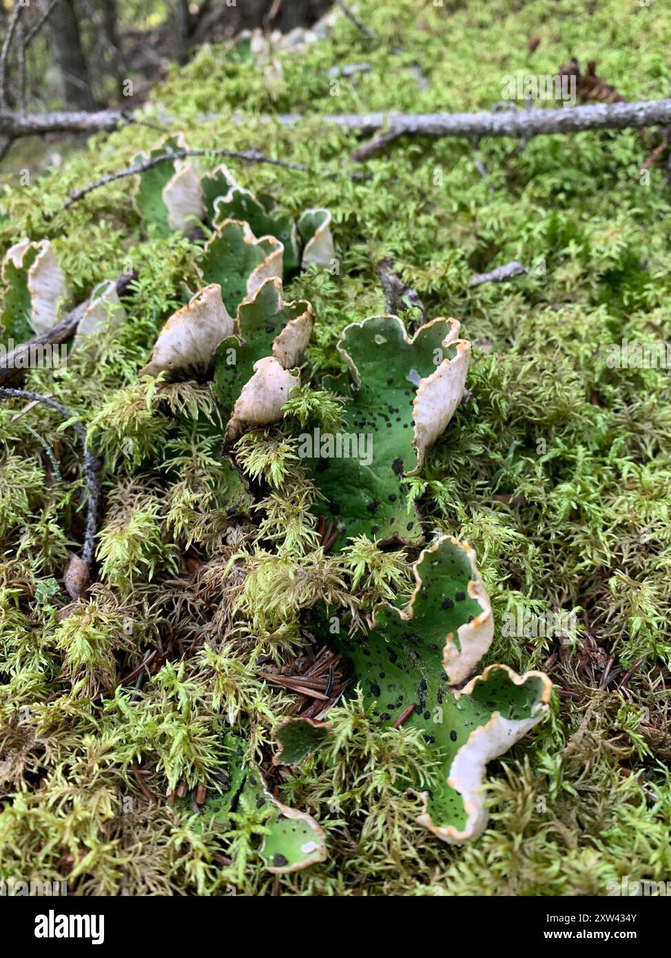 freckled pelt lichen (Peltigera aphthosa) Fungi Stock Photo - Alamy