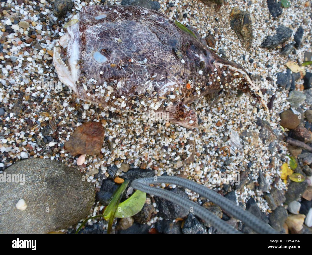 Oyster Toadfish (Opsanus tau) Actinopterygii Stock Photo - Alamy