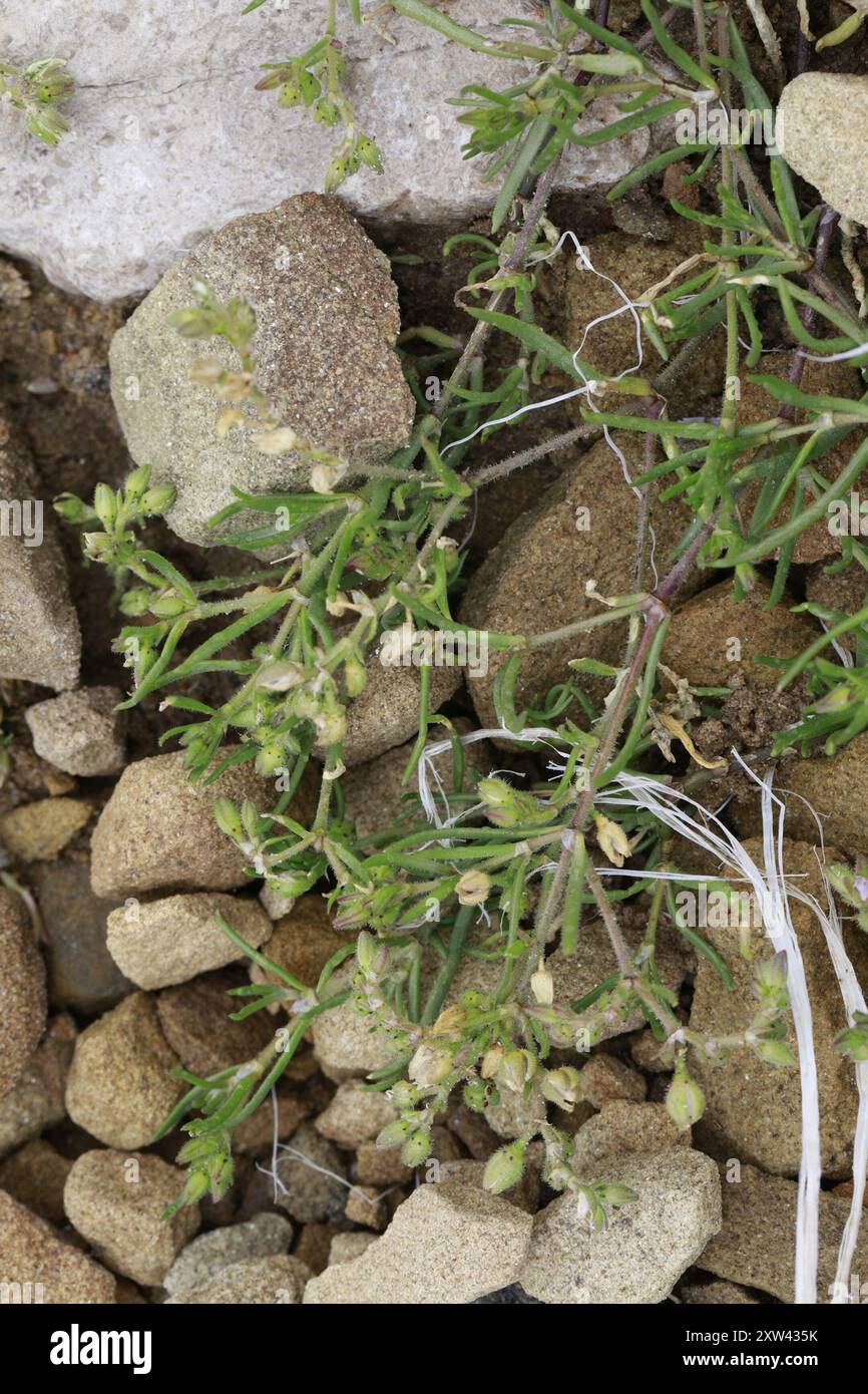 Saltmarsh Sand Spurry (Spergularia marina) Plantae Stock Photo - Alamy