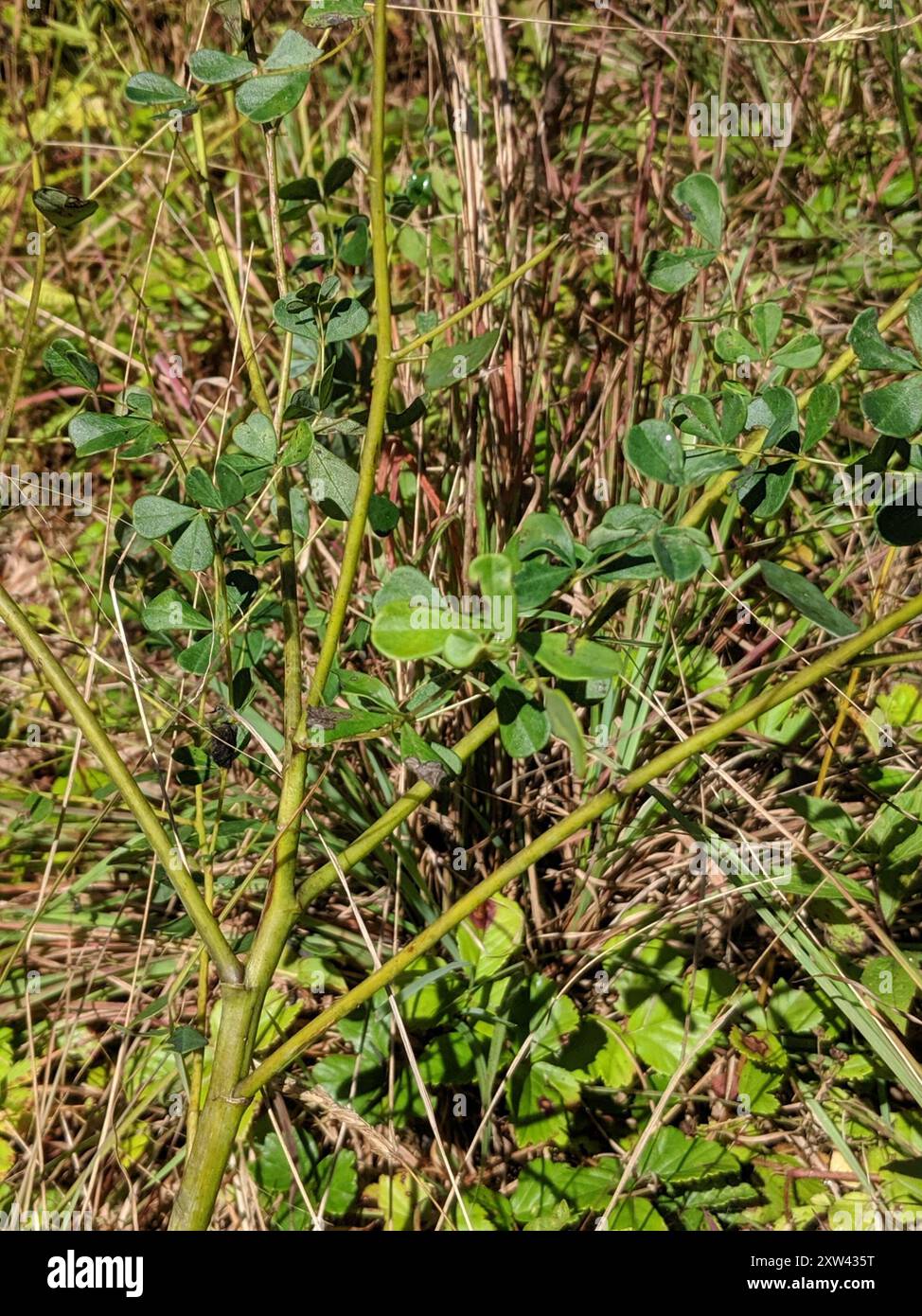 eastern wild indigo (Baptisia tinctoria) Plantae Stock Photo - Alamy