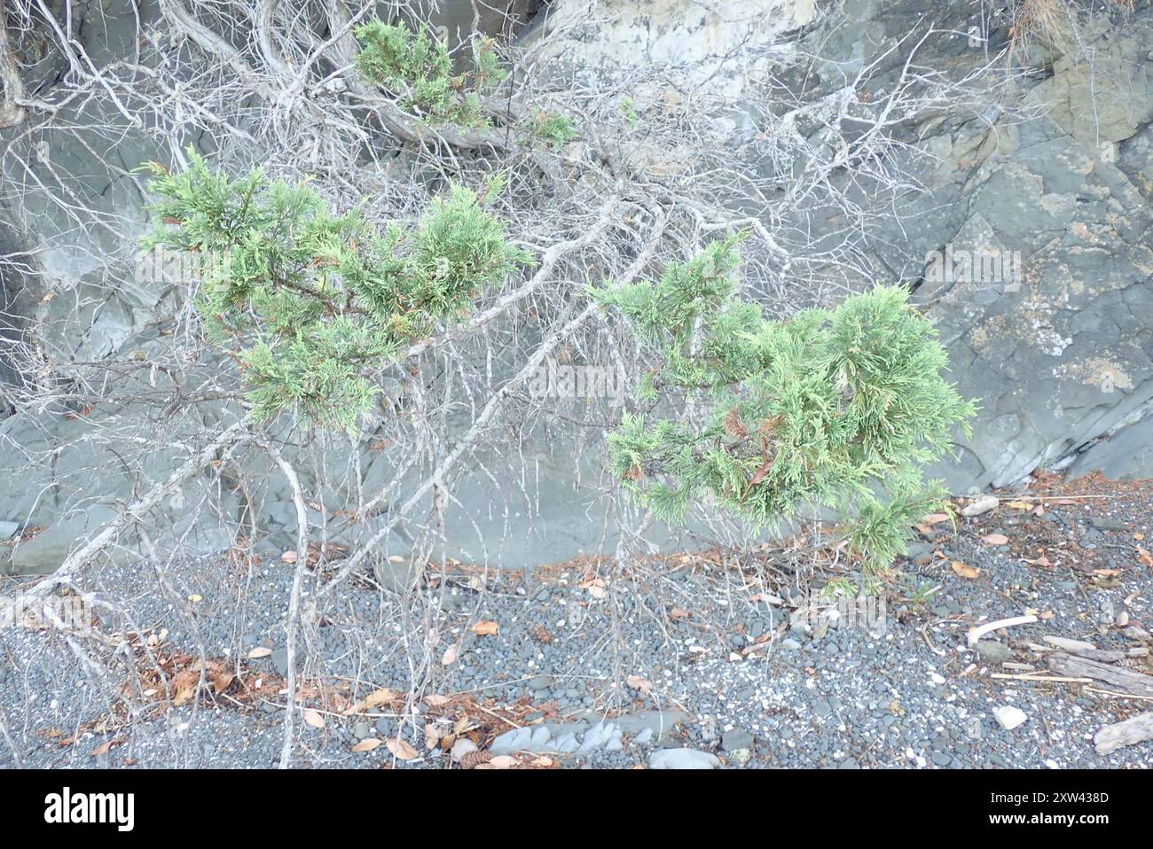 Seaside Juniper (Juniperus maritima) Plantae Stock Photo - Alamy