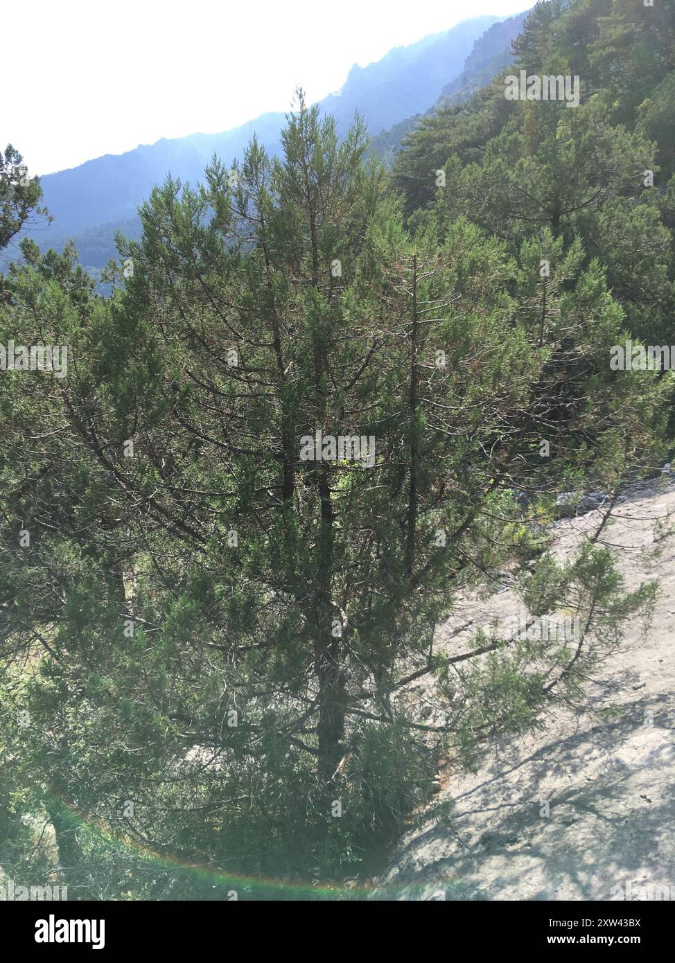 Greek juniper juniperus excelsa hi-res stock photography and images - Alamy