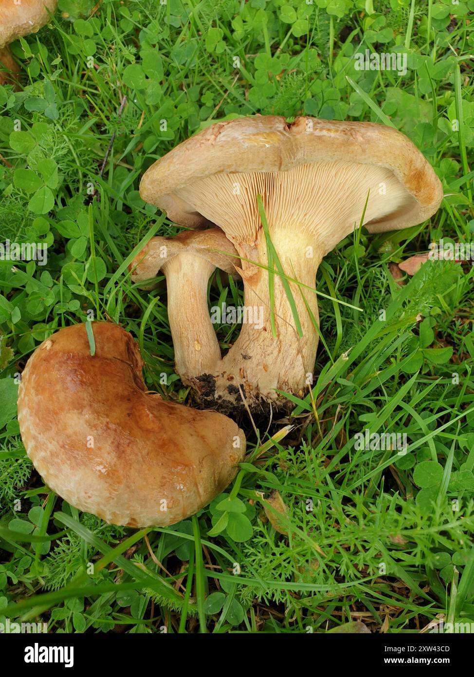 Brown Roll-Rim (Paxillus involutus) Fungi Stock Photo - Alamy