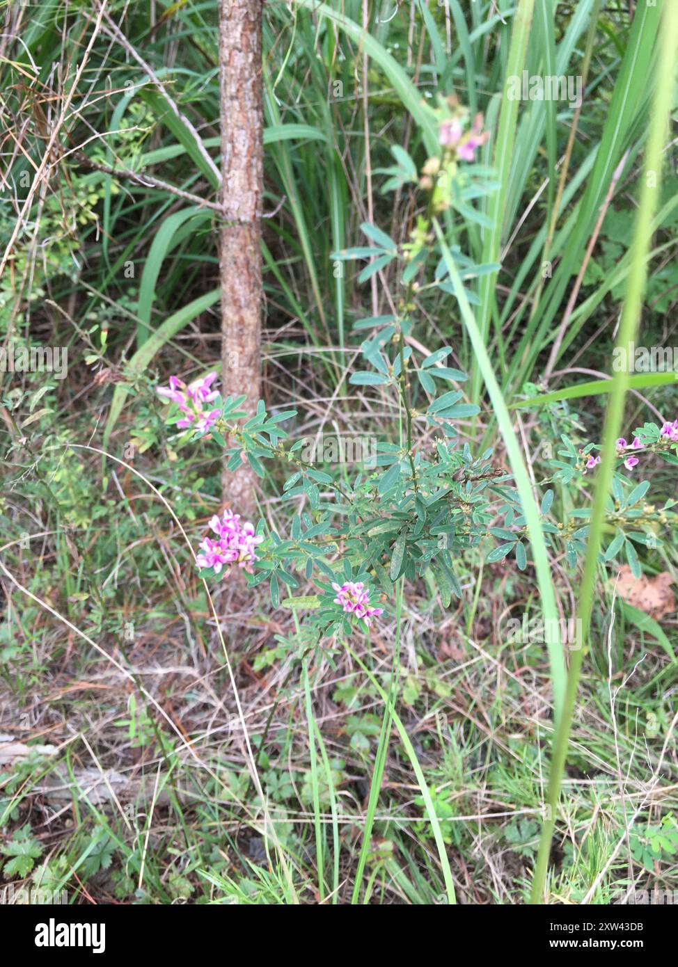 slender bush clover (Lespedeza virginica) Plantae Stock Photo - Alamy