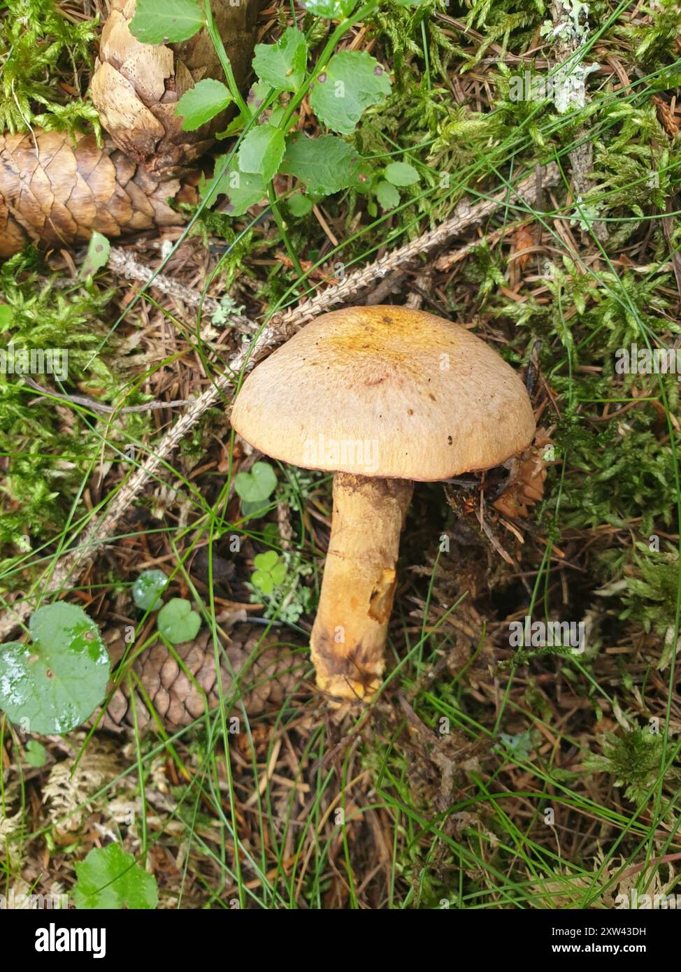 Brownish Chroogomphus (Chroogomphus rutilus) Fungi Stock Photo - Alamy