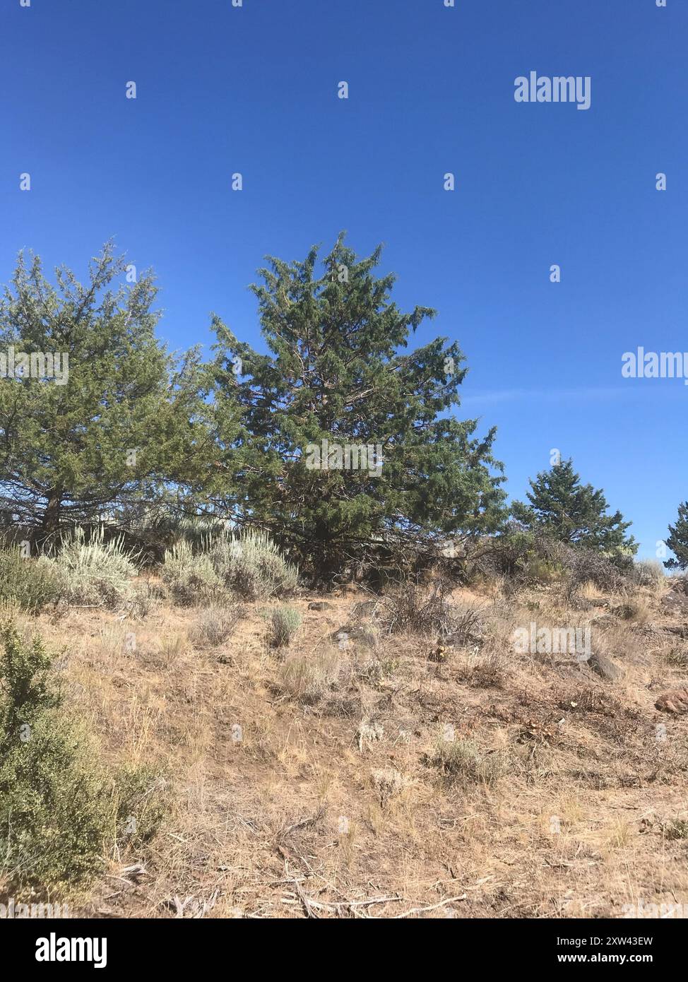 western juniper (Juniperus occidentalis) Plantae Stock Photo - Alamy