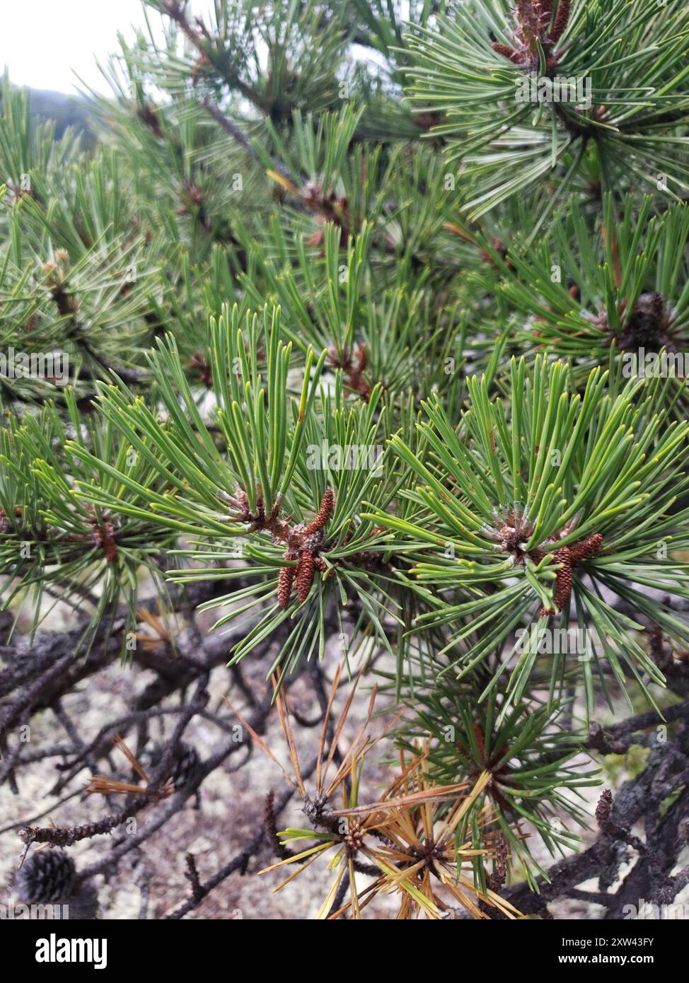 pitch pine (Pinus rigida) Plantae Stock Photo - Alamy