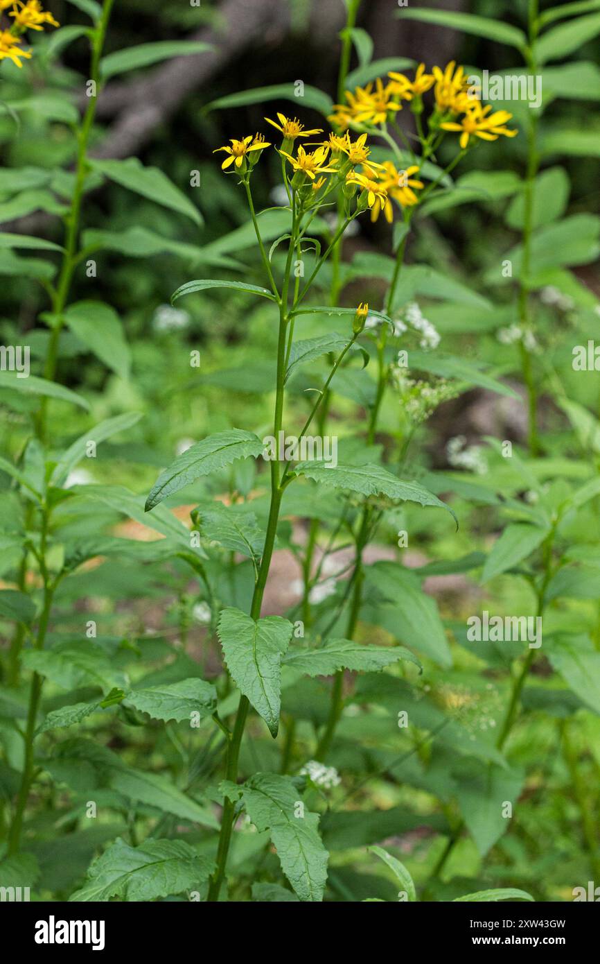 Arrowleaf Senecio (Senecio triangularis) Plantae Stock Photo - Alamy